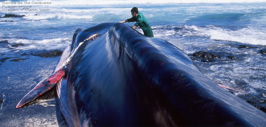 Rorcual común - CANARIAS CONSERVACIÓN - Cetacean Research Society