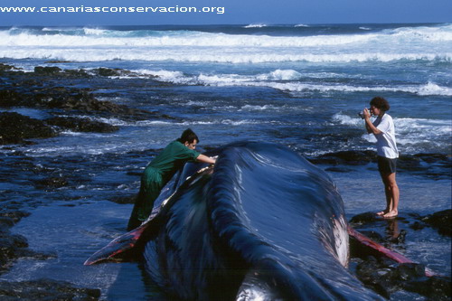 Rorcual común - CANARIAS CONSERVACIÓN - Cetacean Research Society