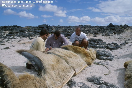 Rorcual común - CANARIAS CONSERVACIÓN - Cetacean Research Society