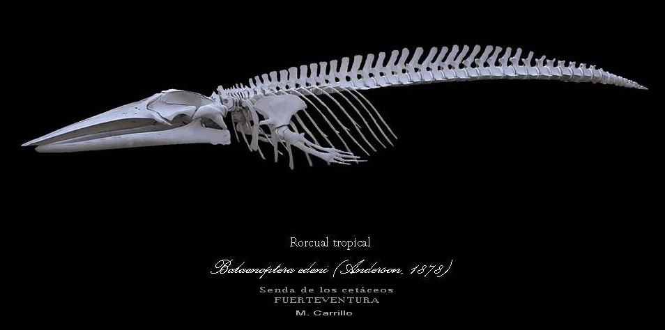 CANARIAS CONSERVACIÓN Cetacean Research Society