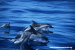 Familia Delphinidae - CANARIAS CONSERVACIÓN - Cetacean Research Society